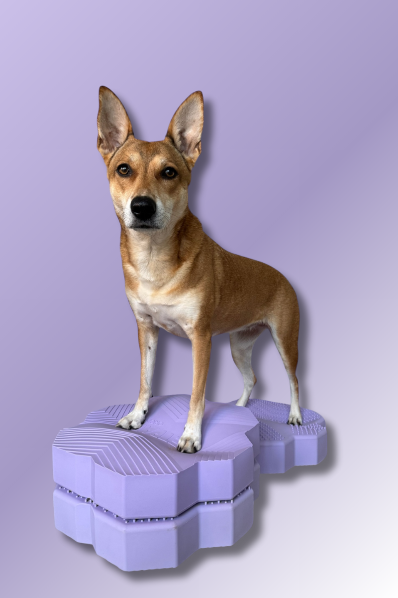 vetdogfit - VETPAD. ORIGINAL - Balance Pad für Hunde