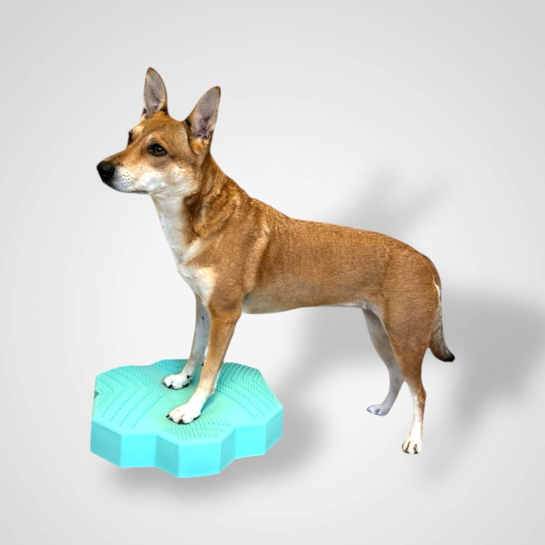 vetdogfit - VETPAD. ORIGINAL - Balance Pad für Hunde