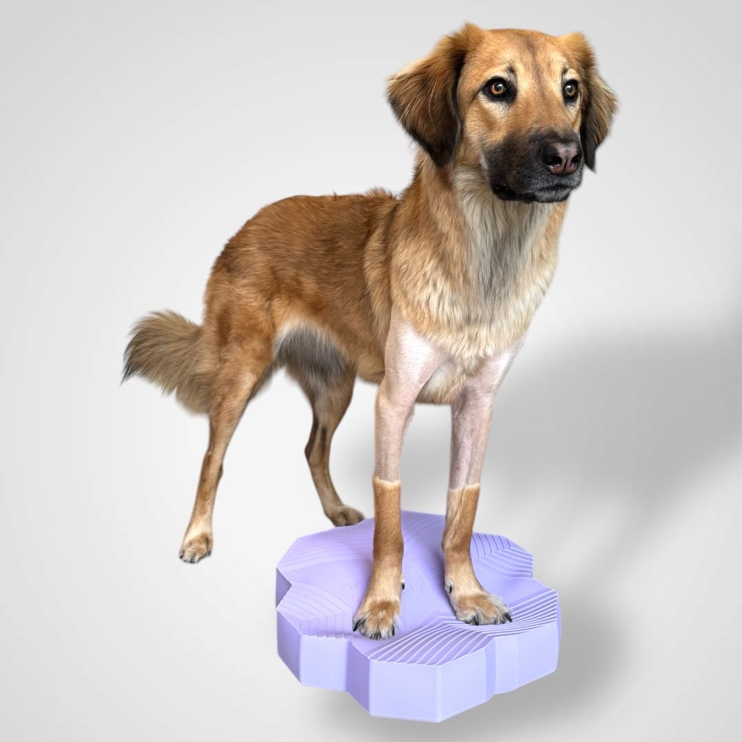 vetdogfit - VETPAD. ORIGINAL - Balance Pad für Hunde