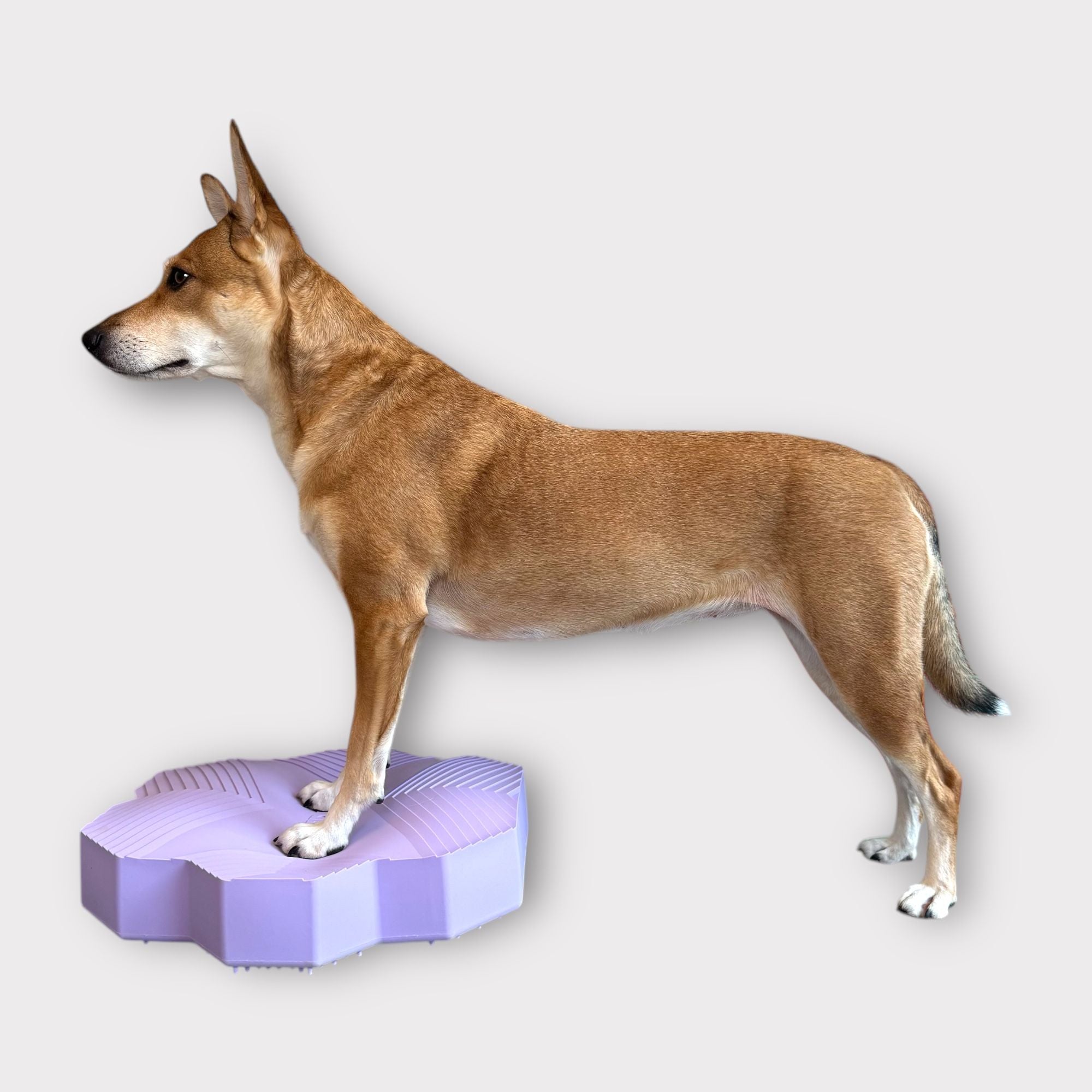 vetdogfit - VETPAD. ORIGINAL - Balance Pad für Hunde