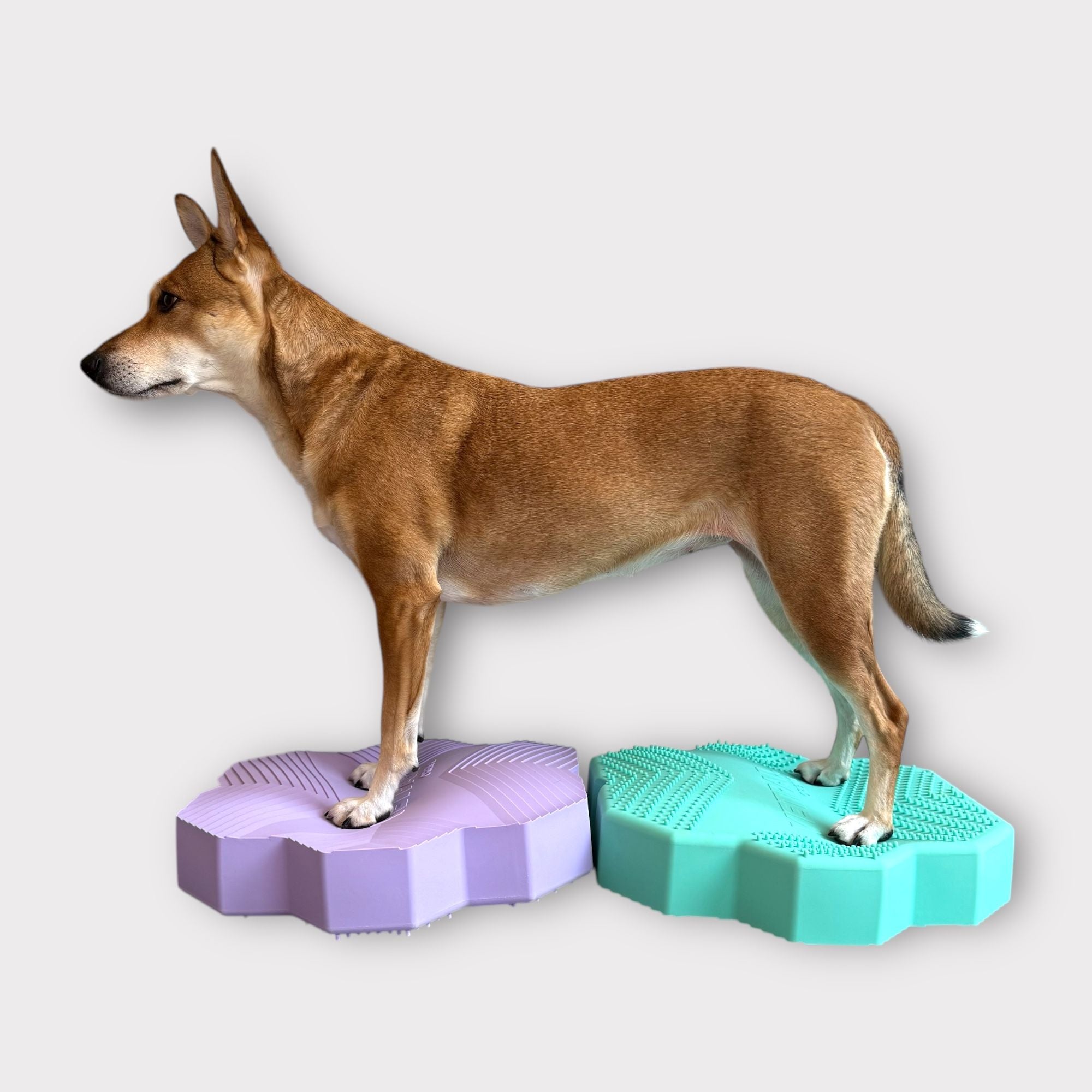 vetdogfit - VETPAD. ORIGINAL - Balance Pad für Hunde